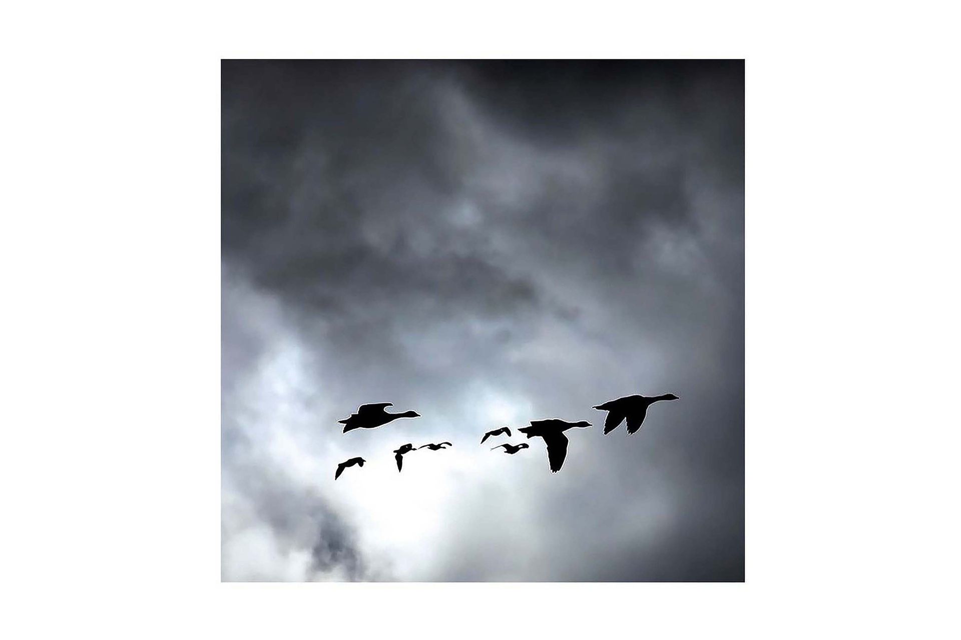 Canvastavla 45x45 cm - Flock av flygande fåglar mot en dramatisk himmel ...